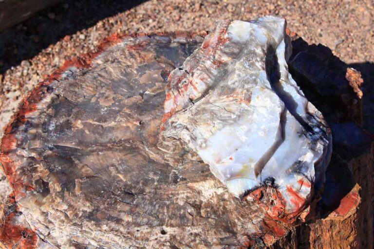 Formation Process of Petrified Wood